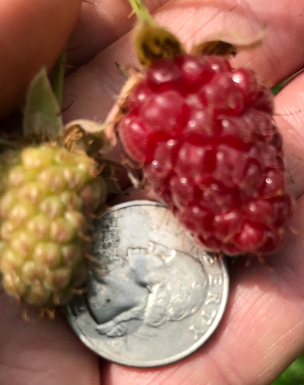 Blackberries, Raspberries and Hybrids - General Fruit Growing - Growing ...