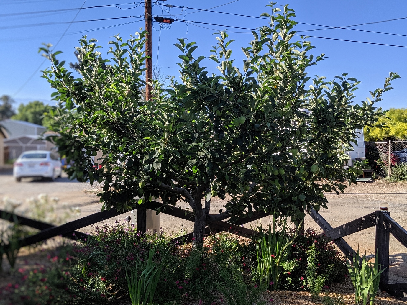 Anna & Dorsett Golden Apple Trees! Oh My! - Pictures! - Growing Fruit