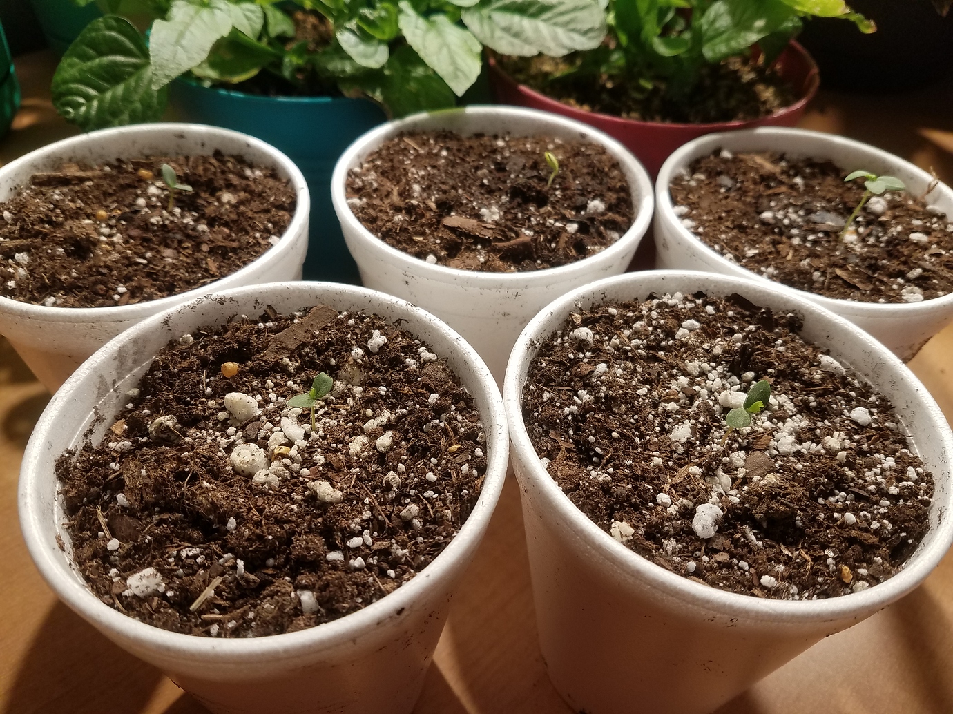 Juneberry from seed - General Fruit Growing - Growing Fruit