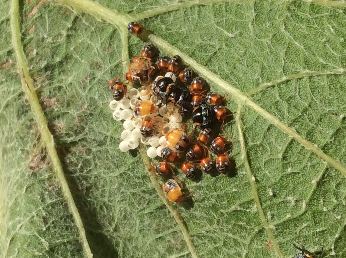 Insect ID - General Fruit Growing - Growing Fruit