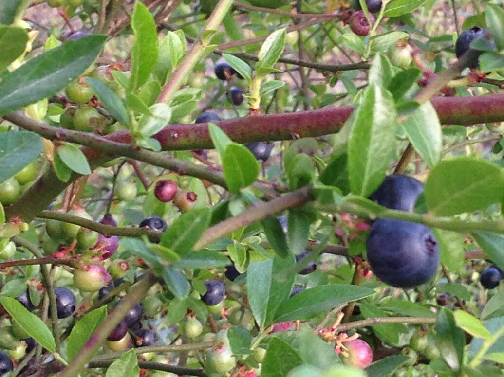 Huckleberries AKA May Berries, AKA Elliot's Blueberry AKA Vaccinium ...