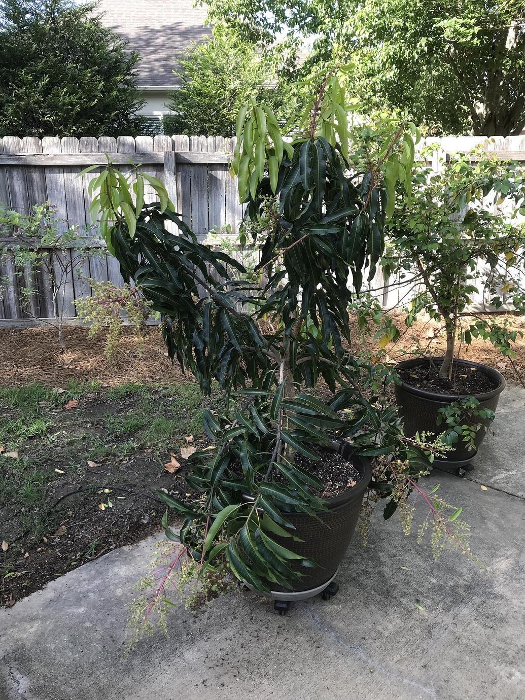 Anyway to grow Papaya indoors? - General Fruit Growing - Growing Fruit