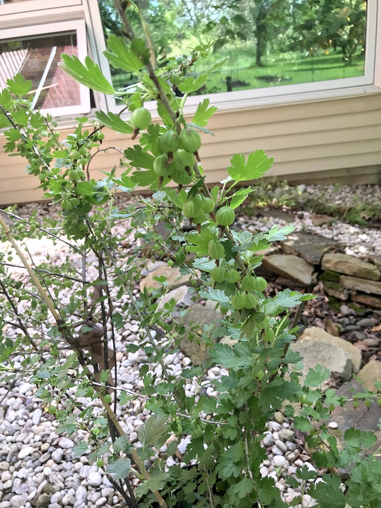 Pictures of you gooseberry/jostaberry plantings? - General Fruit ...