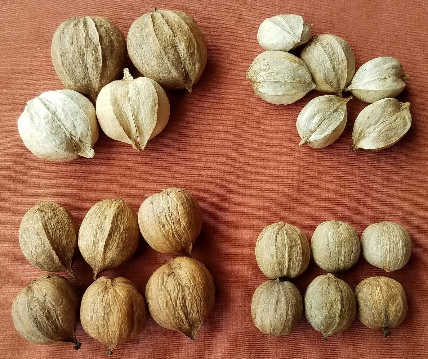 Nut identification - General Fruit Growing - Growing Fruit
