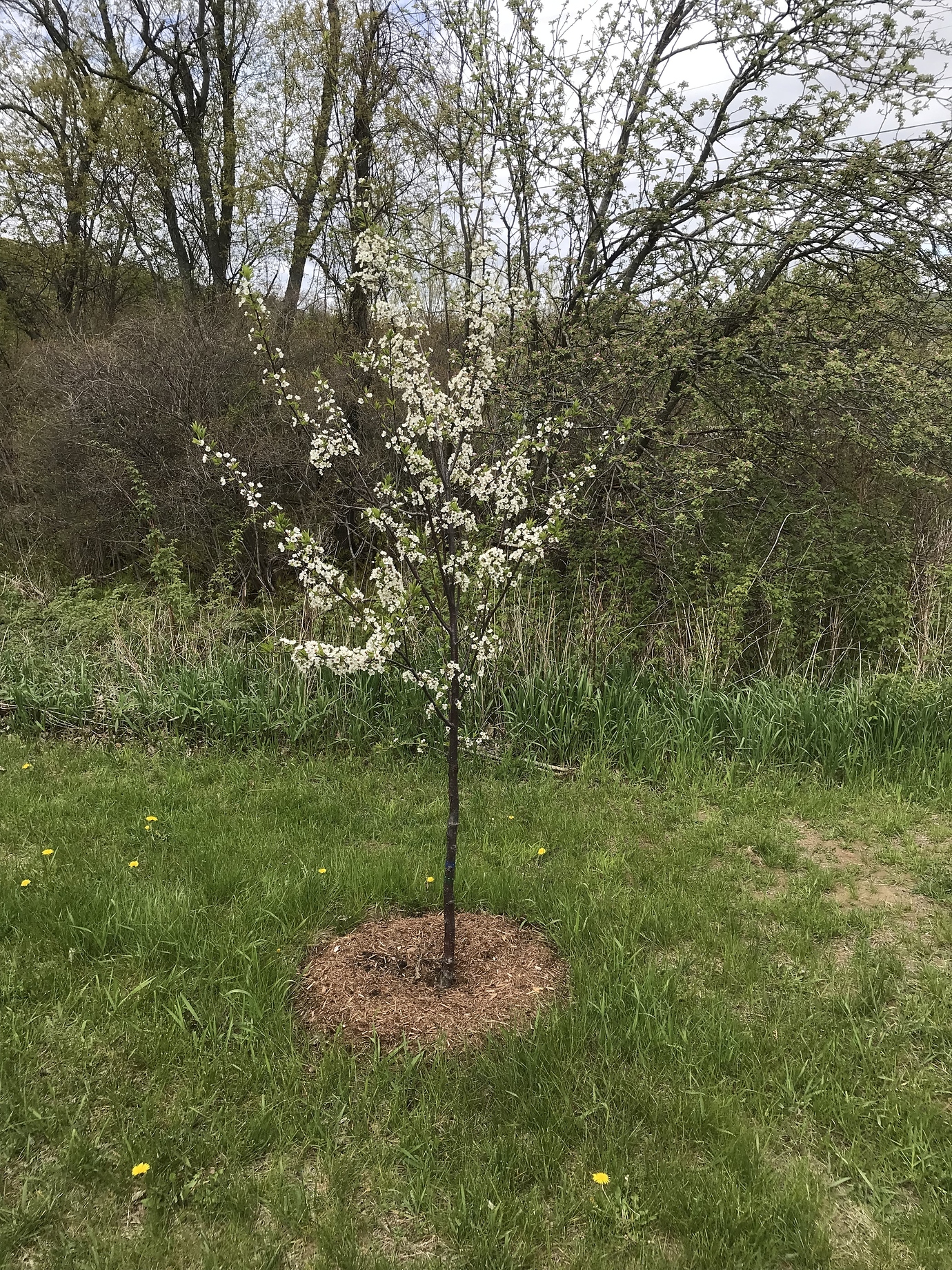 Waneta plums - General Fruit Growing - Growing Fruit