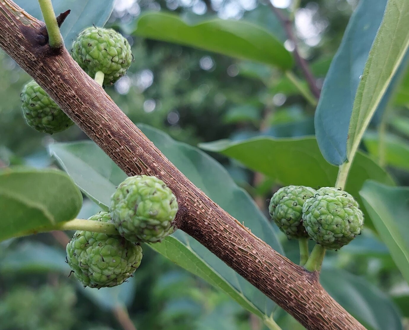 CHE fruit ? blossoms? - General Fruit Growing - Growing Fruit