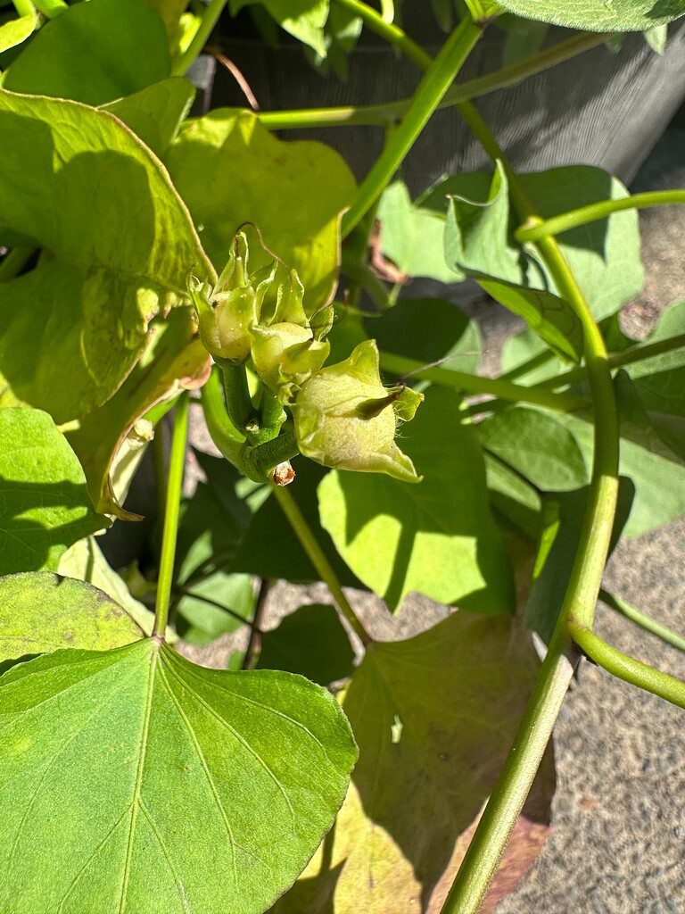 Sweet Potato berries - General Gardening - Growing Fruit