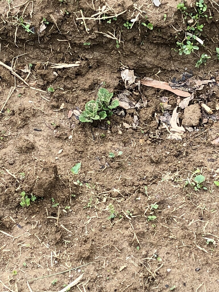 How frost sensitive are potatoes, really? - General Gardening - Growing ...