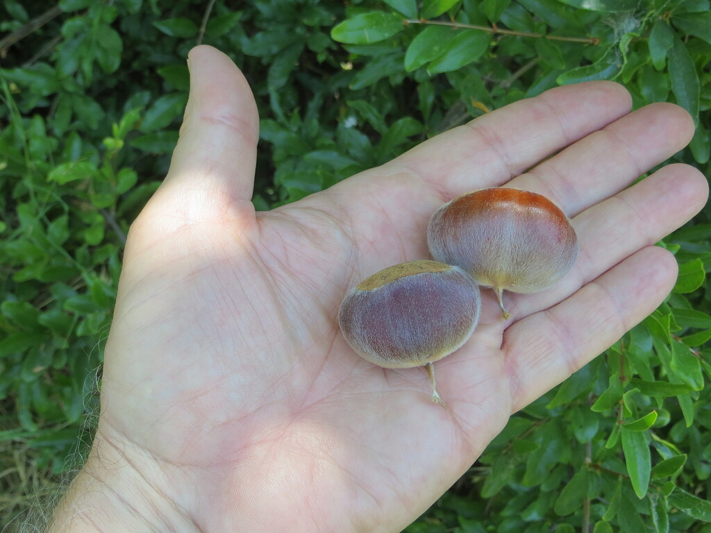 2017 chestnut crop - General Fruit Growing - Growing Fruit
