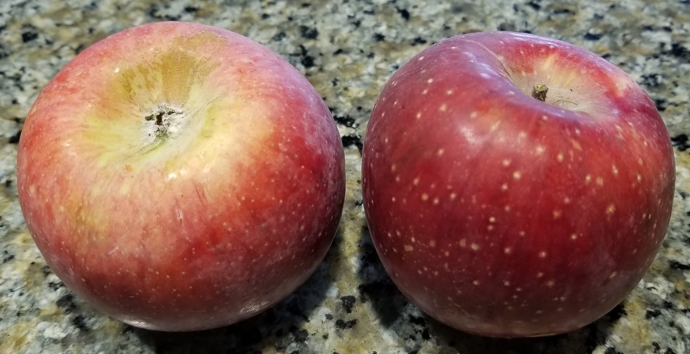 Oliver apple - General Fruit Growing - Growing Fruit