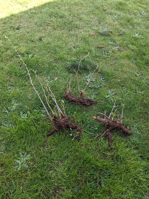 How do remove a sucker so that I can use it as rootstock and not hurt ...