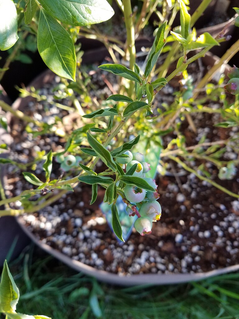 Small leaves on Reka blueberry - General Fruit Growing - Growing Fruit