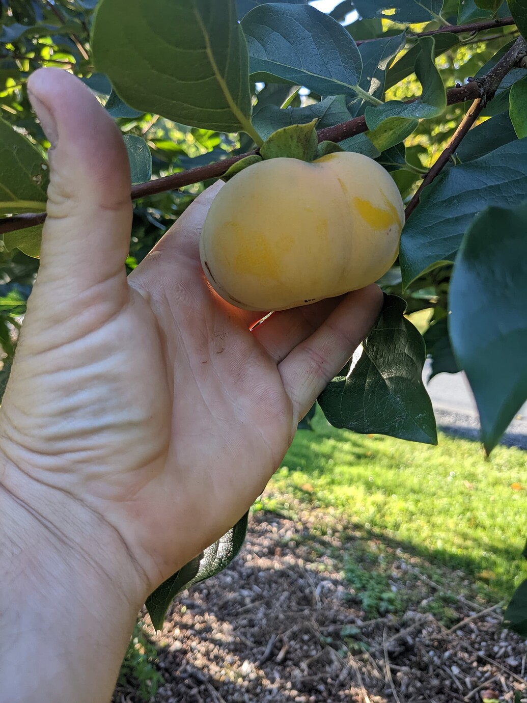 Chinebuli hardy non astringent persimmon - General Fruit Growing ...