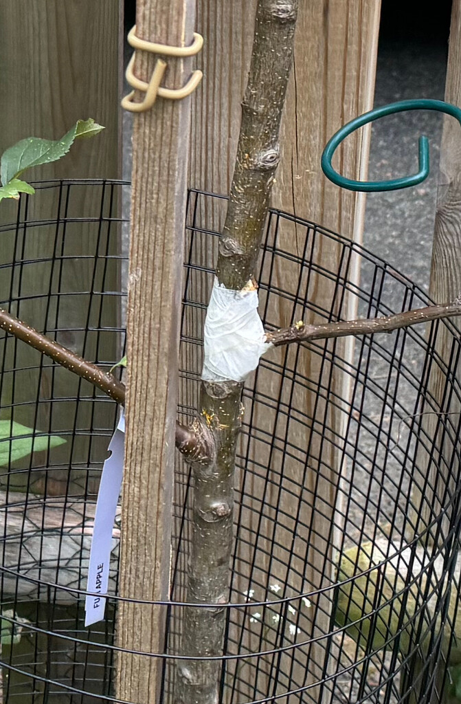 Graft chewed off on apple tree! - General Fruit Growing - Growing Fruit