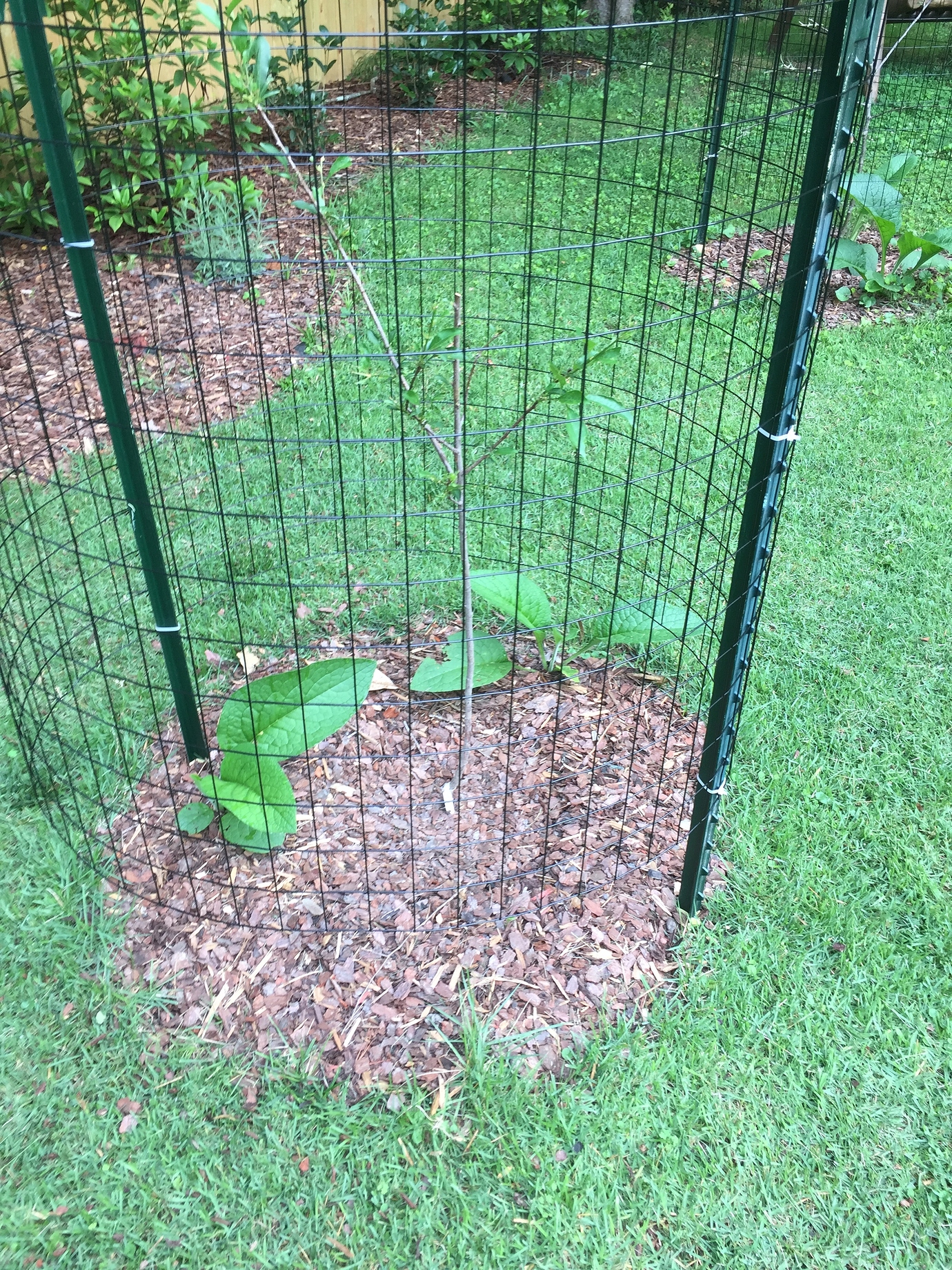 Deer protection - General Fruit Growing - Growing Fruit
