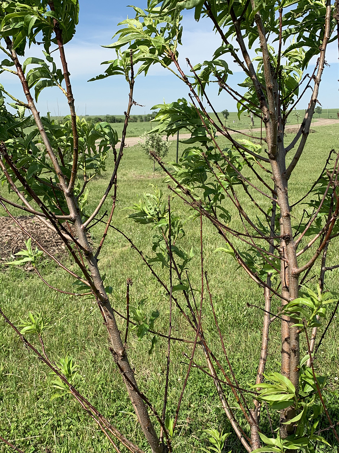 Other tree training techniques: spreading, bending, notching, girdling ...