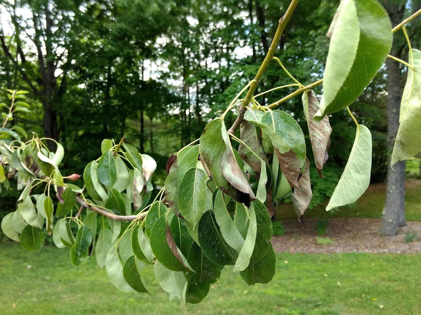 Pear disease identification help! - General Fruit Growing - Growing Fruit
