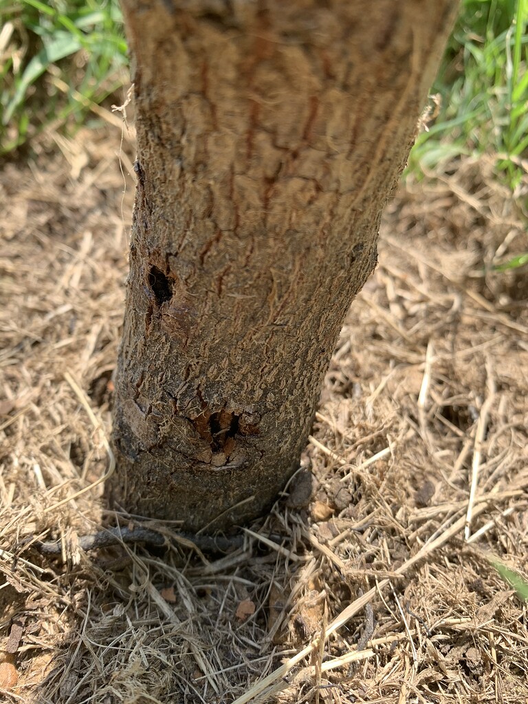 Fuyu Persimmon Borer? - General Fruit Growing - Growing Fruit