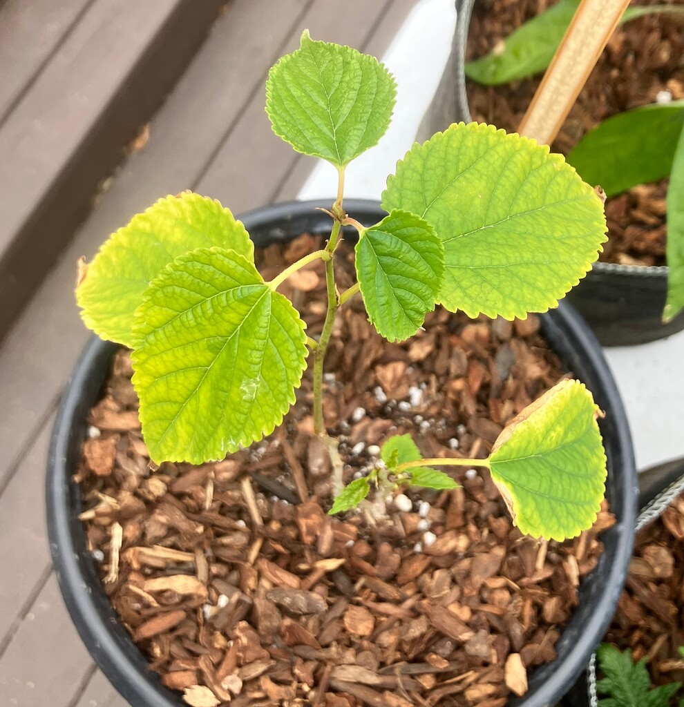 Sodium issues with coco coir in container mix? - General Fruit Growing ...
