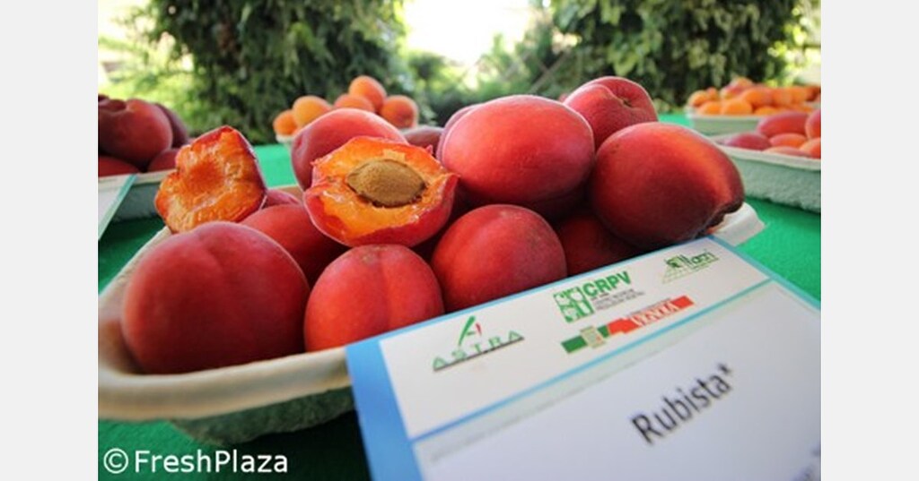 Red skinned apricots - Page 2 - General Fruit Growing - Growing Fruit