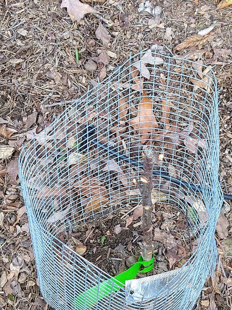 Rabbit damage to Geneva G210 rootstock we - General Fruit Growing ...