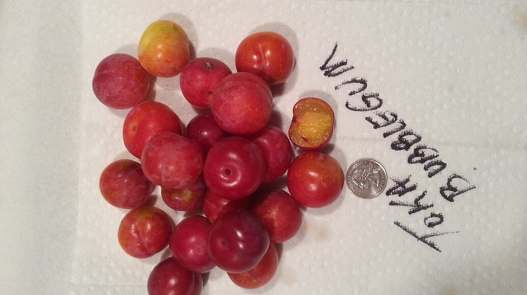 Toka-bubblegum plum - General Fruit Growing - Growing Fruit