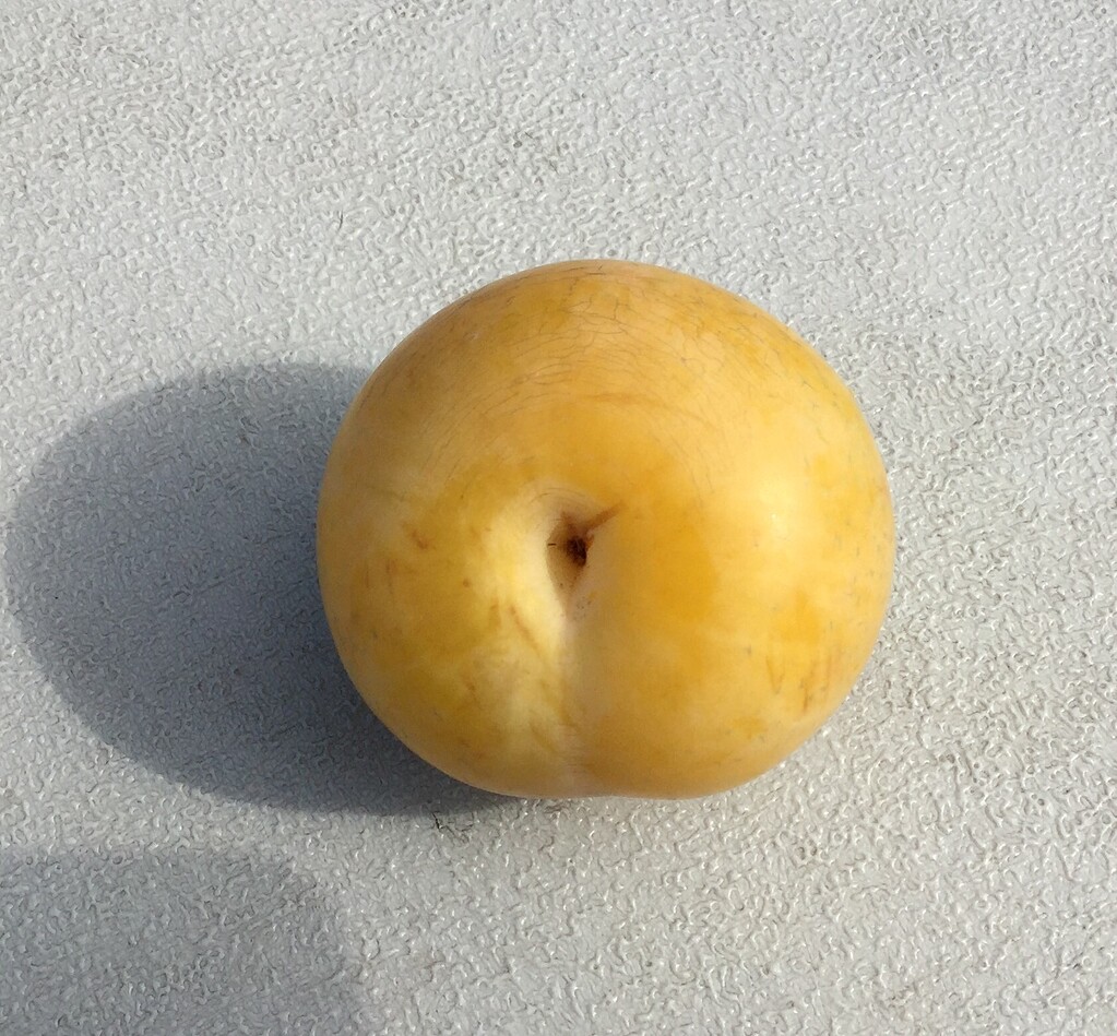 What kind of plum is this? - General Fruit Growing - Growing Fruit