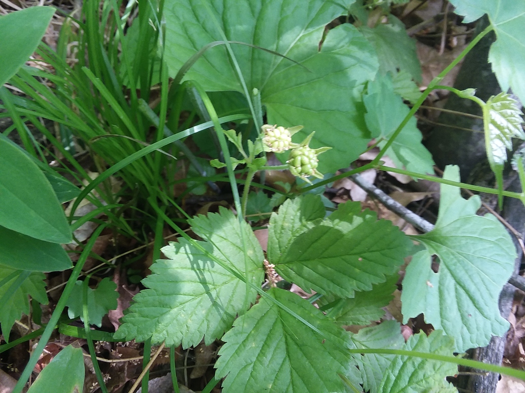 Groundcover/Arctic/Nagoon Raspberries - General Fruit Growing - Growing ...