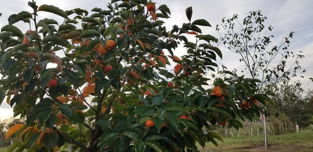 Prok and Yates American persimmons - Page 6 - General Fruit Growing ...