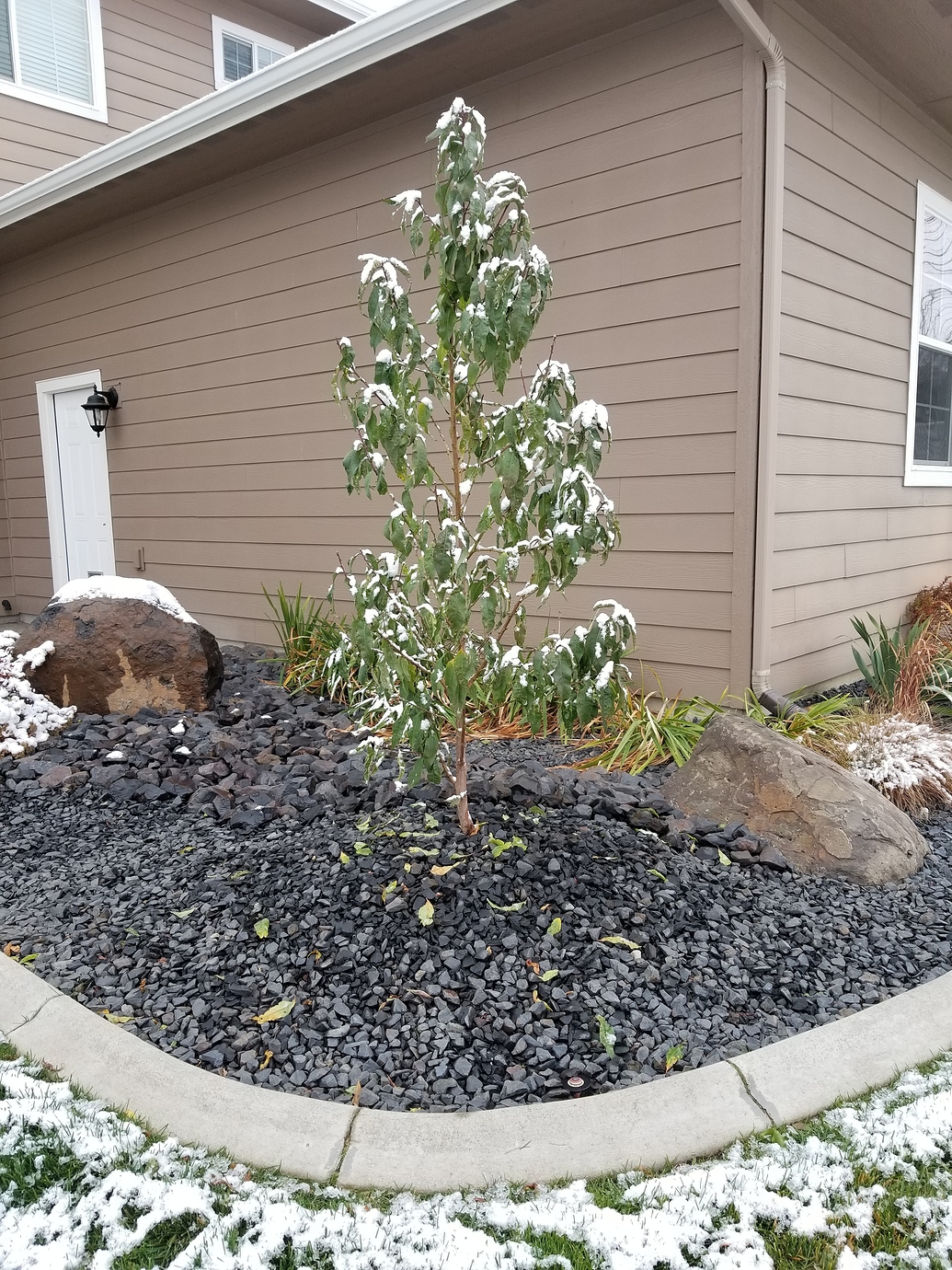 Young Indian Free Peach won't go Dormant - General Fruit Growing ...