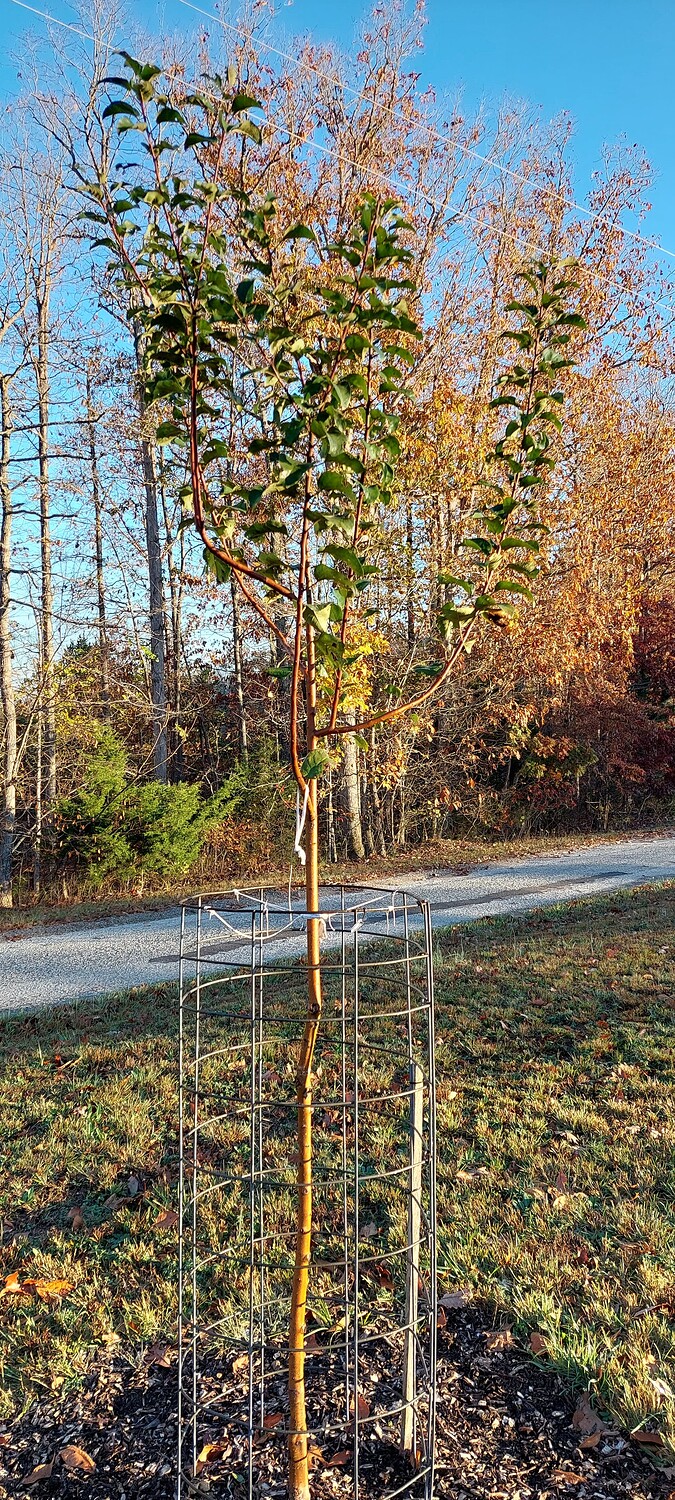 Apple Rootstock Grafting Follow Ups (With pics) - General Fruit Growing ...