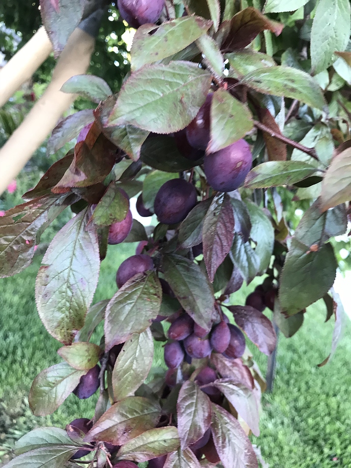 And there remained some fruits! - General Fruit Growing - Growing Fruit