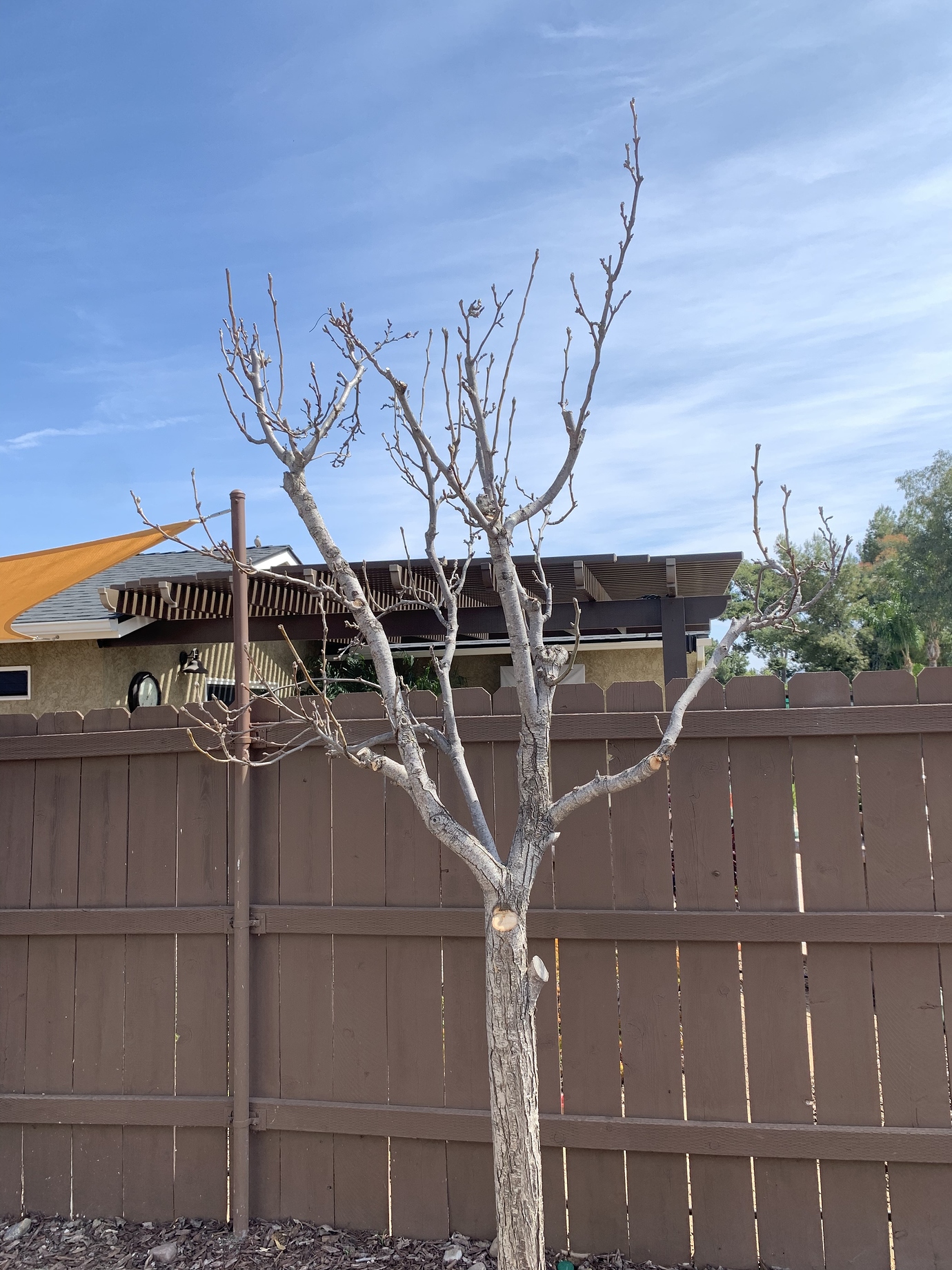 How to prune older Asian Pear Tree - General Fruit Growing - Growing Fruit