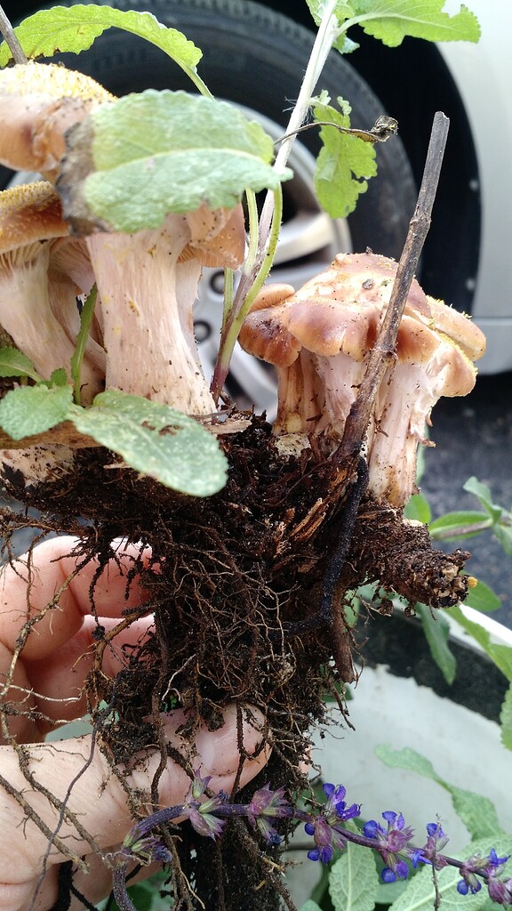 Armillaria Root Rot - General Fruit Growing - Growing Fruit
