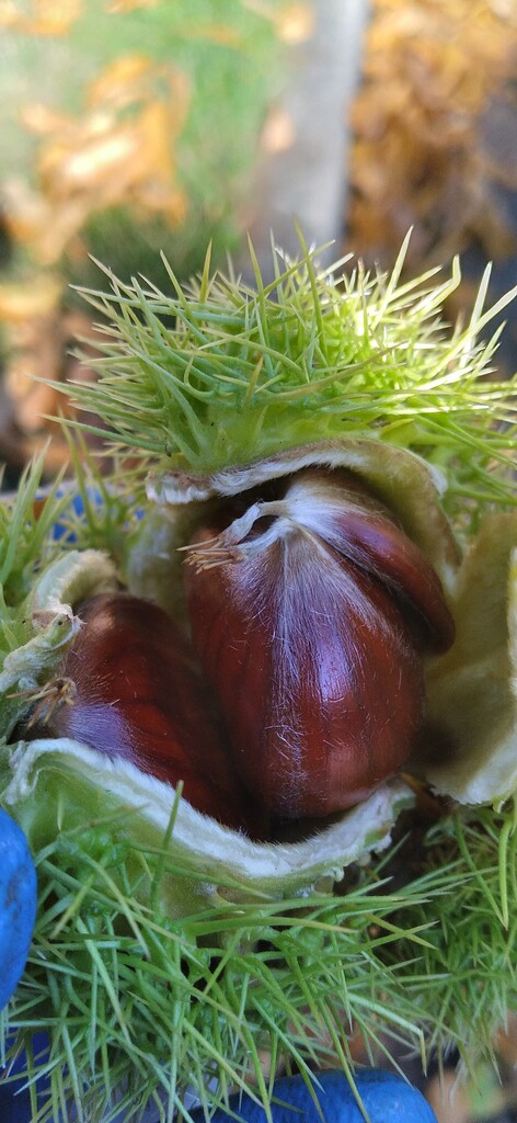 Chestnut season has arrived in the PNW! - Pictures! - Growing Fruit