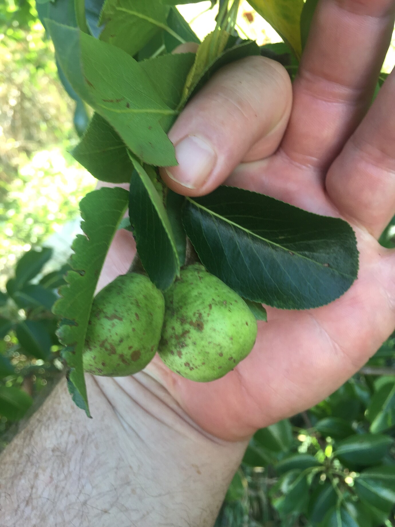 Clark's Small Yellow Pear - General Fruit Growing - Growing Fruit