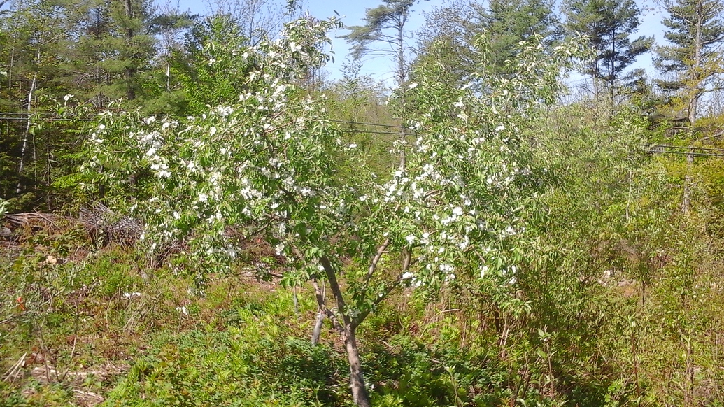 Chestnut crabapple - General Fruit Growing - Growing Fruit