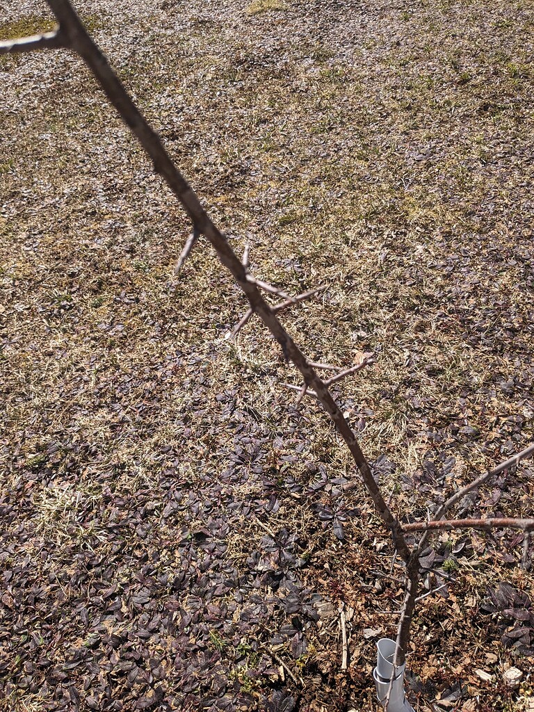 Rootstock identification - General Fruit Growing - Growing Fruit