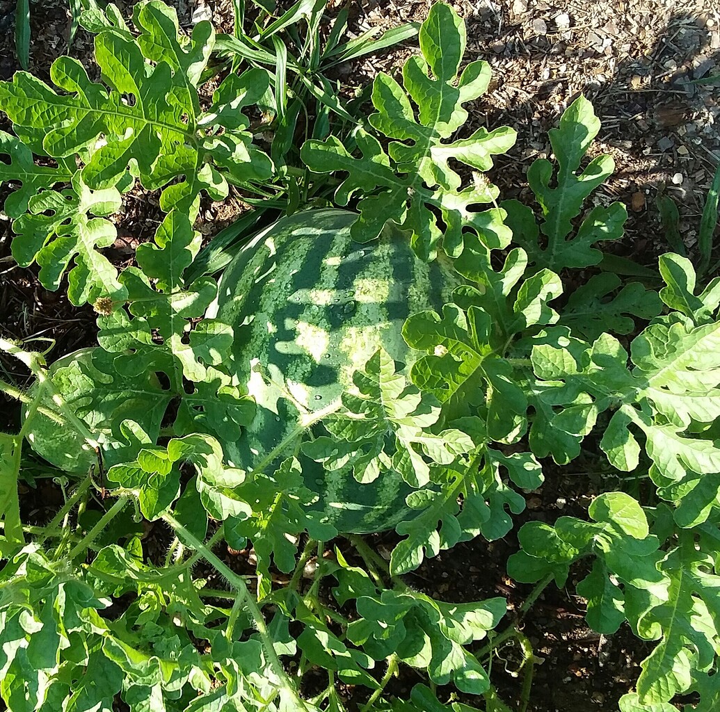 Watermelon patch - General Gardening - Growing Fruit