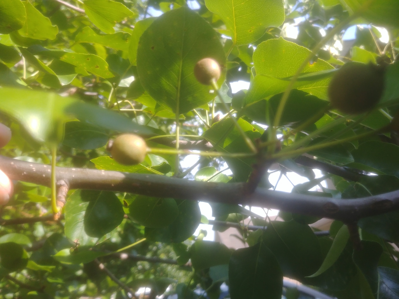 Pear Tree Pollination and Production - General Fruit Growing - Growing ...