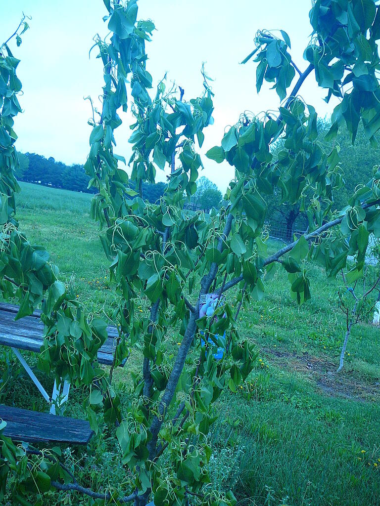 My very strange pears - General Fruit Growing - Growing Fruit