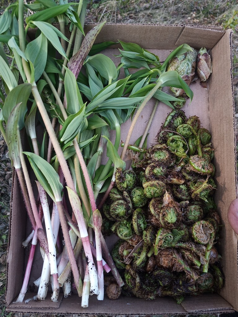 A productive walk in the forest - General Gardening - Growing Fruit