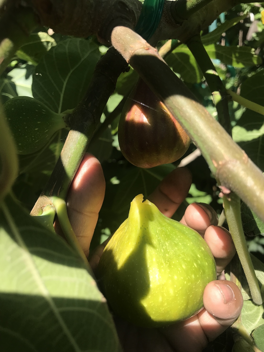 Small figs and big figs starting! - General Fruit Growing - Growing Fruit