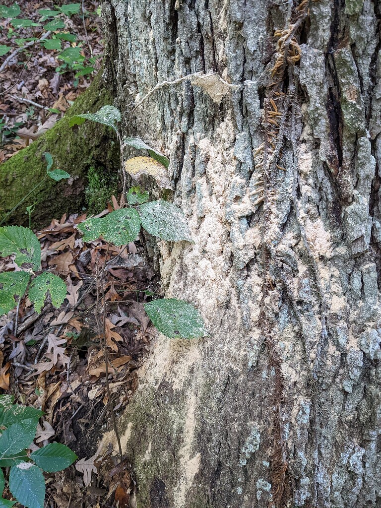 White Oaks dying - General Gardening - Growing Fruit