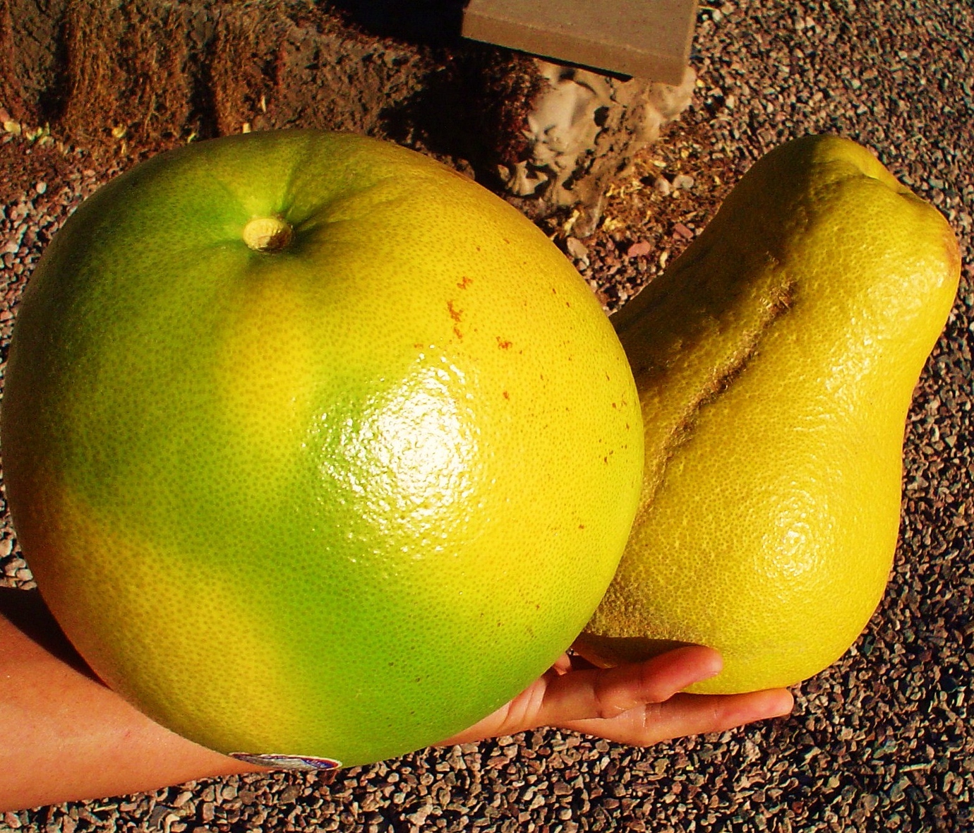 Pomelos - General Fruit Growing - Growing Fruit