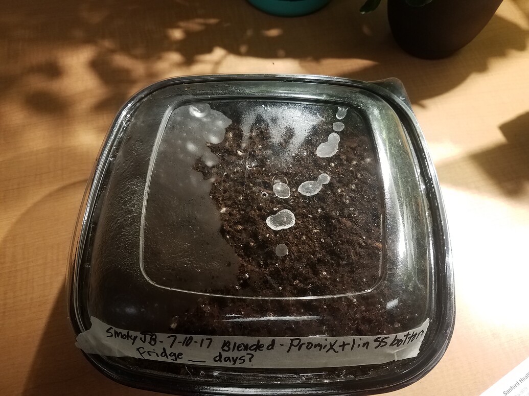 Juneberry from seed - General Fruit Growing - Growing Fruit