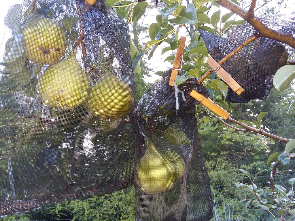 Small pear crop this year - Pictures! - Growing Fruit