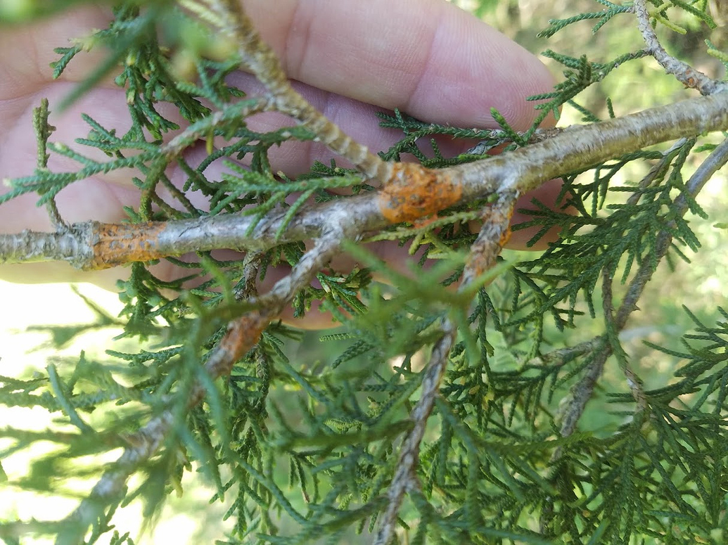 Cedar Rust Confirmation - General Fruit Growing - Growing Fruit