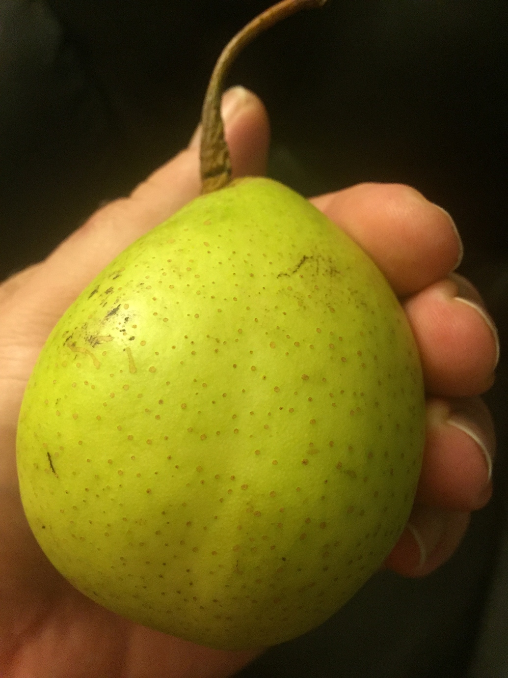 Ya Li aka yali pear - General Fruit Growing - Growing Fruit