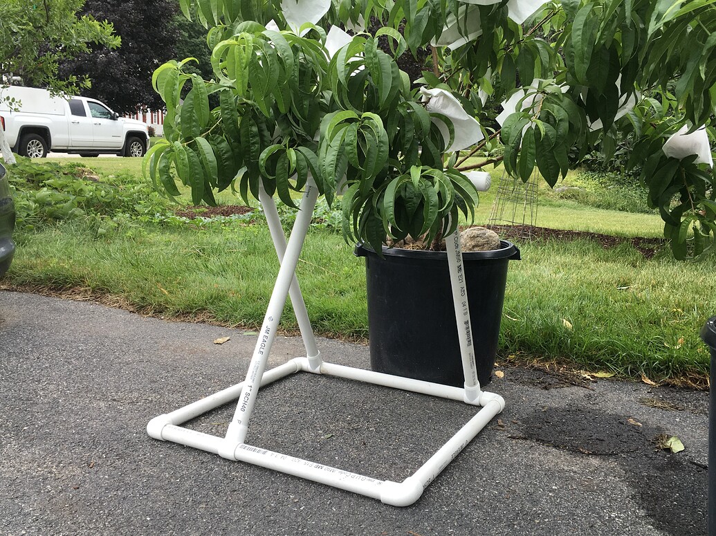 Supporting peach tree branches - General Fruit Growing - Growing Fruit